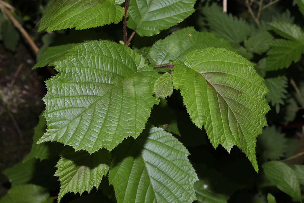 common hazel from Speke and Garston Coastal Reserve, Garston Shore Road ...