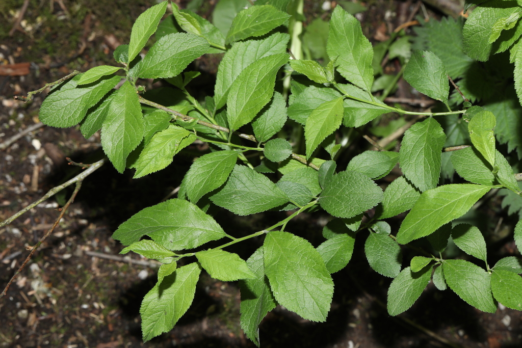Blackthorn from Speke and Garston Coastal Reserve, Garston Shore Road ...