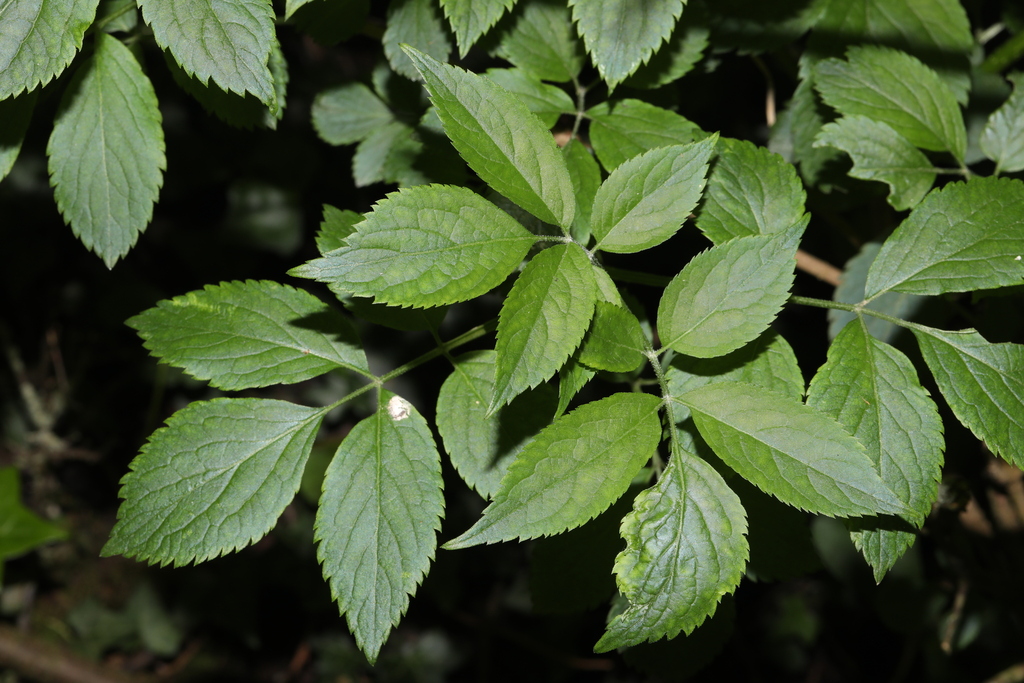European black elderberry from Speke and Garston Coastal Reserve ...