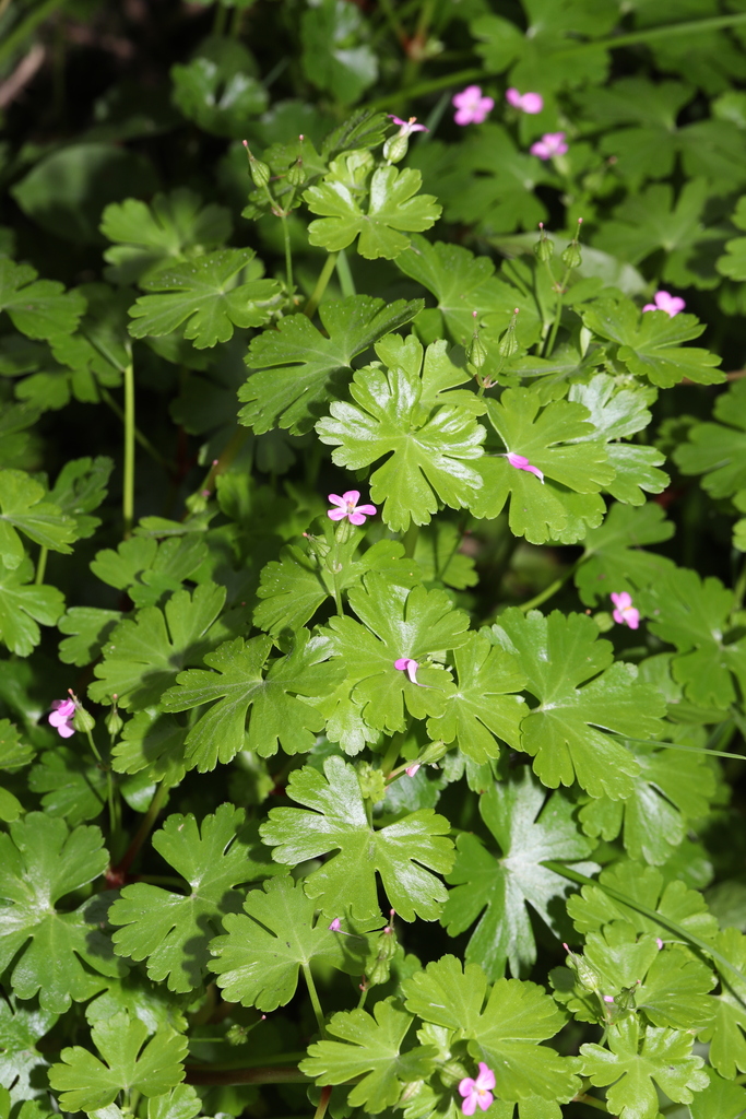 Shining Crane's-bill from Speke and Garston Coastal Reserve, Garston ...