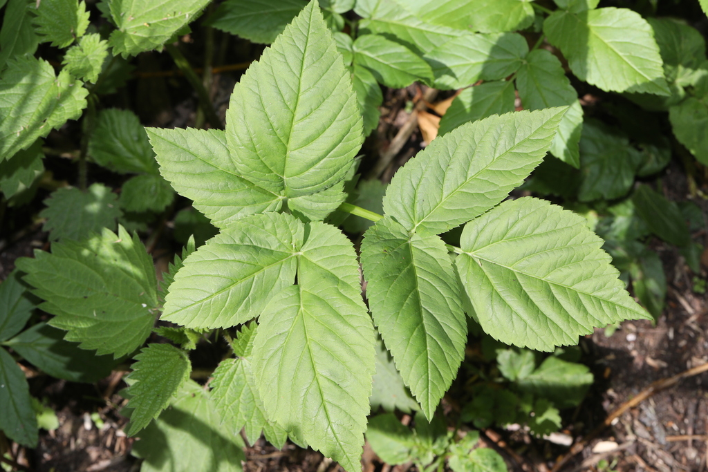 Goutweed from Speke and Garston Coastal Reserve, Garston Shore Road ...