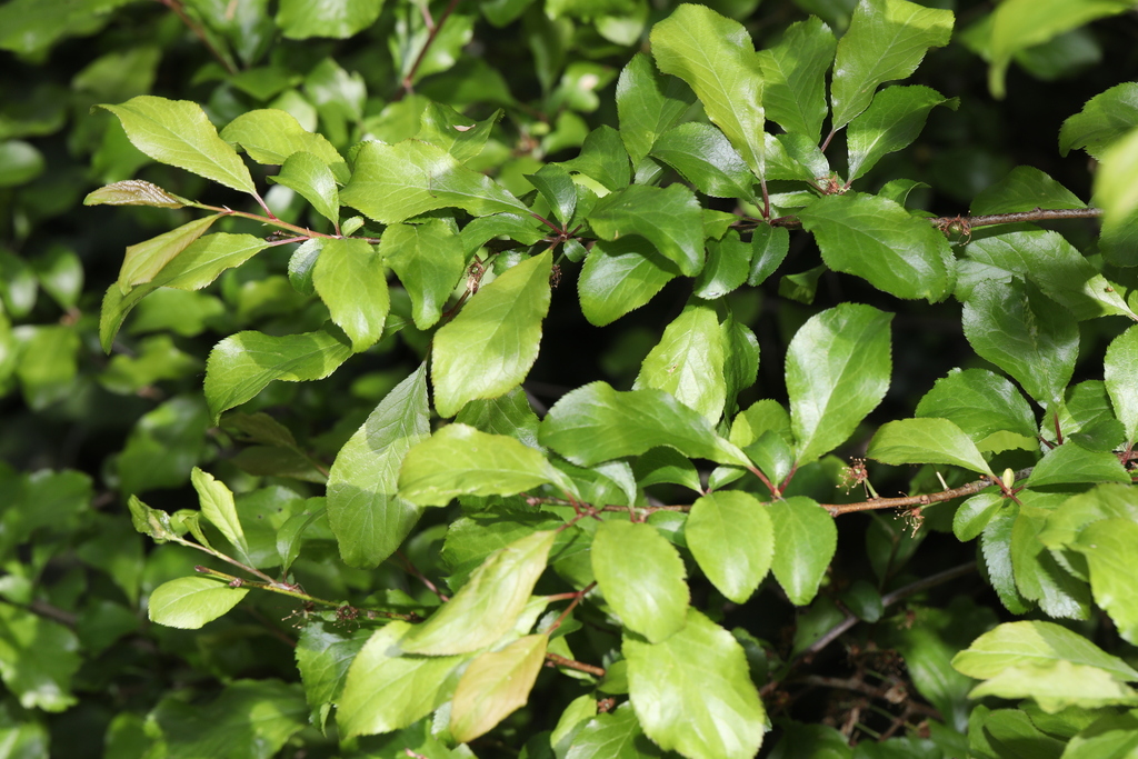 Blackthorn from Speke and Garston Coastal Reserve, Garston Shore Road ...