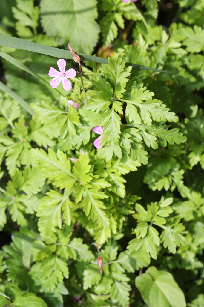 Herb Robert from Speke and Garston Coastal Reserve, Garston Shore Road ...