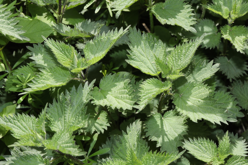 great stinging nettle from Speke and Garston Coastal Reserve, Garston ...