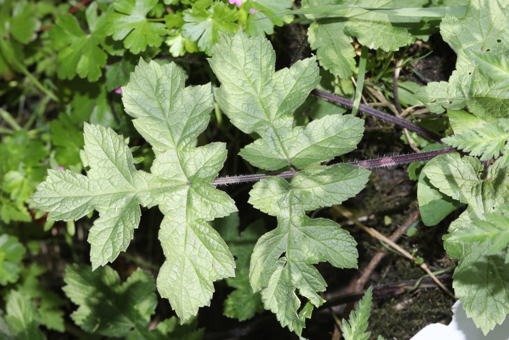 hogweed from Speke and Garston Coastal Reserve, Garston Shore Road ...