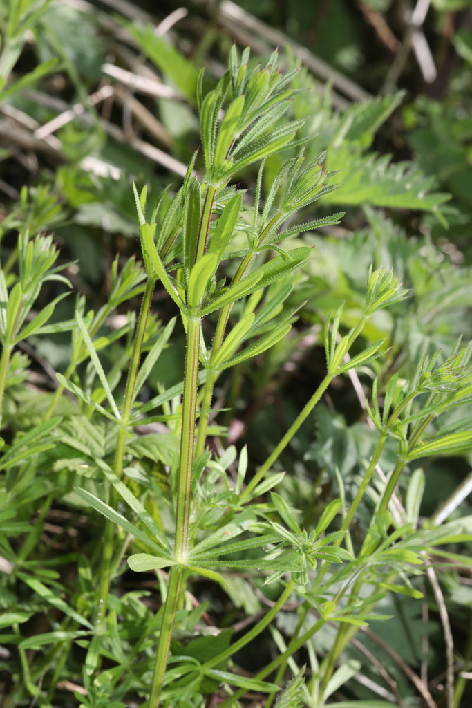 catchweed bedstraw from Speke and Garston Coastal Reserve, Garston ...