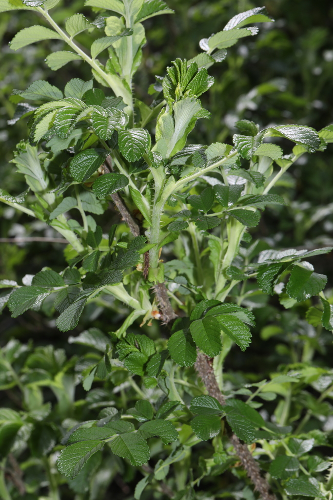 rugosa rose from Speke and Garston Coastal Reserve, Garston Shore Road ...
