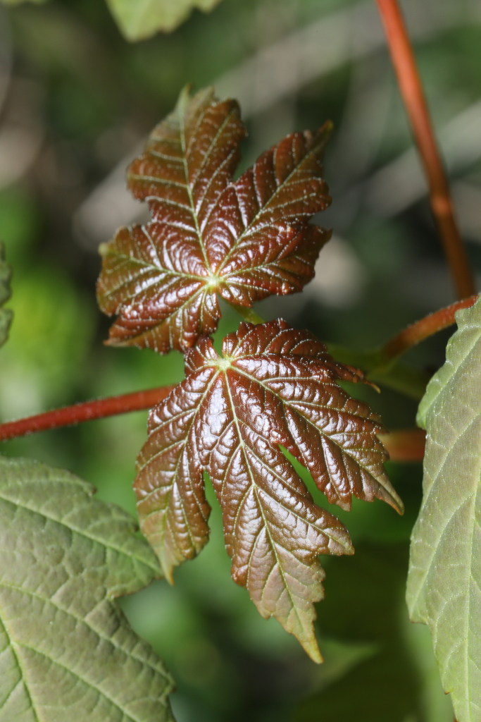 sycamore maple from Speke and Garston Coastal Reserve, Garston Shore ...