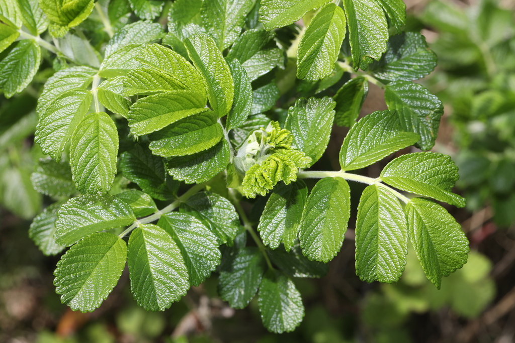 rugosa rose from Speke and Garston Coastal Reserve, Garston Shore Road ...