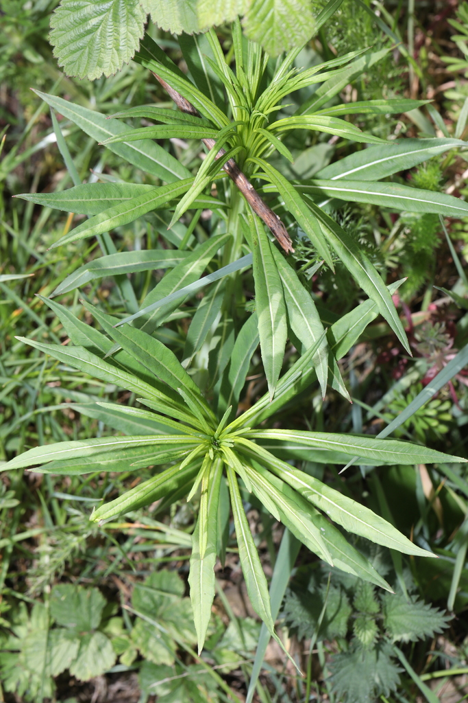 fireweed from Speke and Garston Coastal Reserve, Garston Shore Road ...