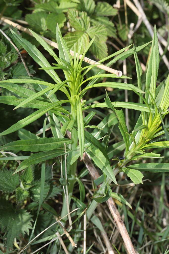 fireweed from Speke and Garston Coastal Reserve, Garston Shore Road ...