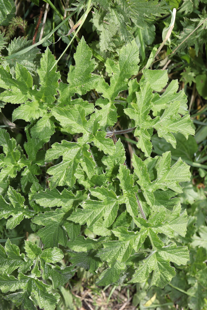 hogweed from Speke and Garston Coastal Reserve, Garston Shore Road ...