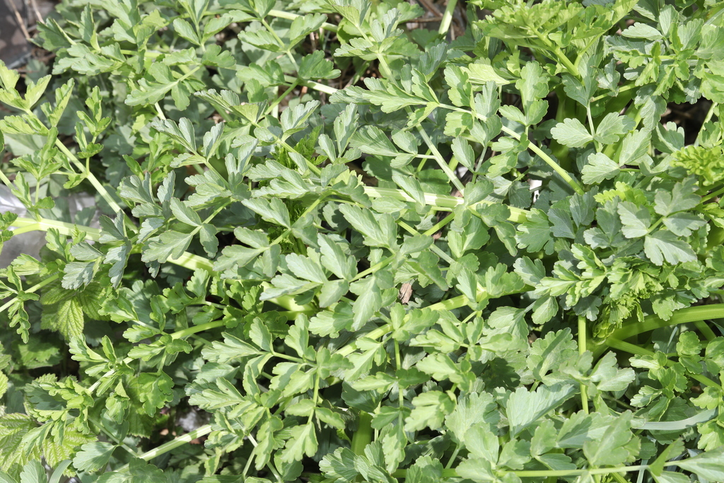 Hemlock Water-dropwort from Speke and Garston Coastal Reserve, Garston ...