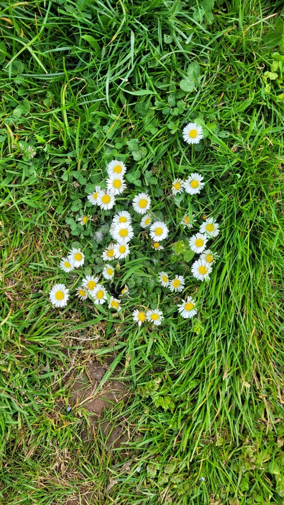 Lawn daisy from Exeter EX5 7ET, UK on April 22, 2025 at 05:31 PM by Leo ...