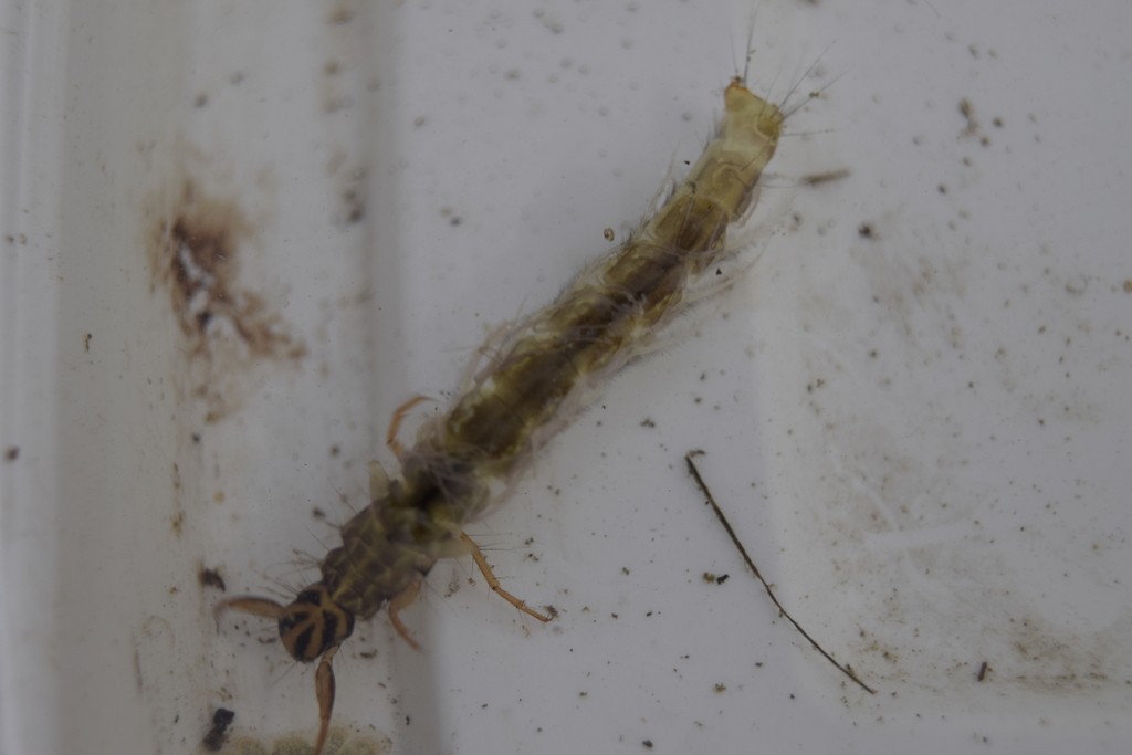 Giant Casemaker Caddisflies from Athens County, OH, USA on April 22 ...