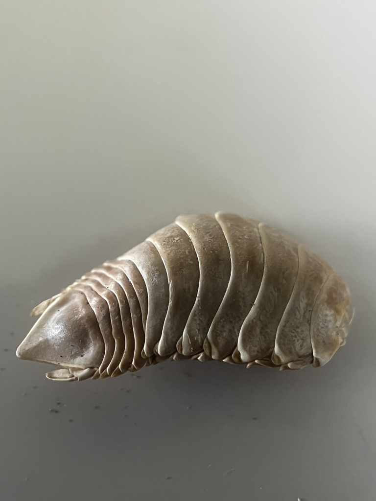Norileca indica in April 2025 by blohemius · iNaturalist