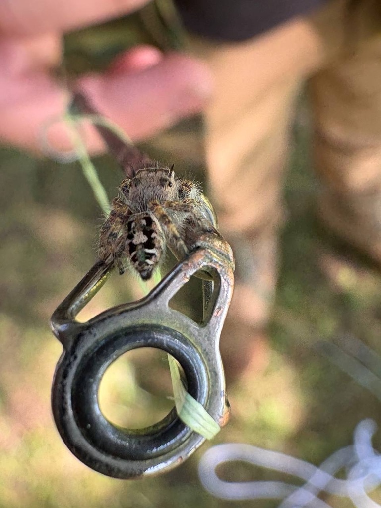 Putnam's Jumping Spider from Middle Bosque River, Crawford, TX, US on ...