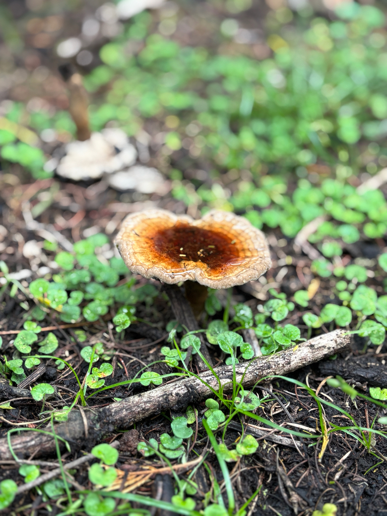 red-staining stalked polypore from Edrom, NSW, AU on April 22, 2025 at ...