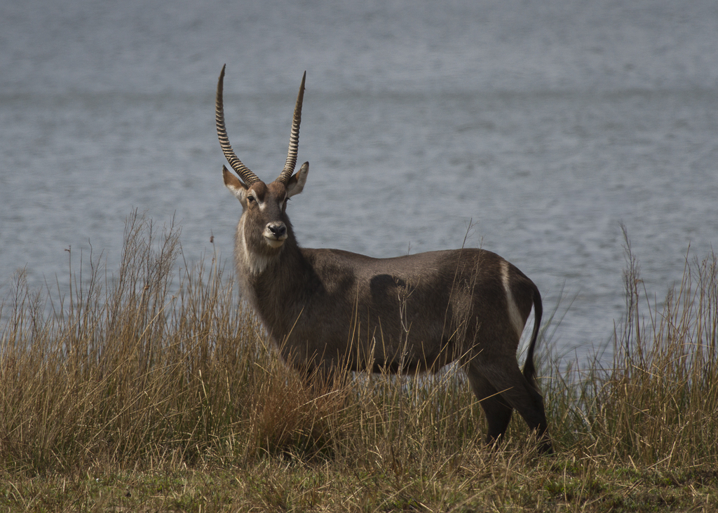 Common Waterbuck from Pilanesberg National Park, South Africa on ...