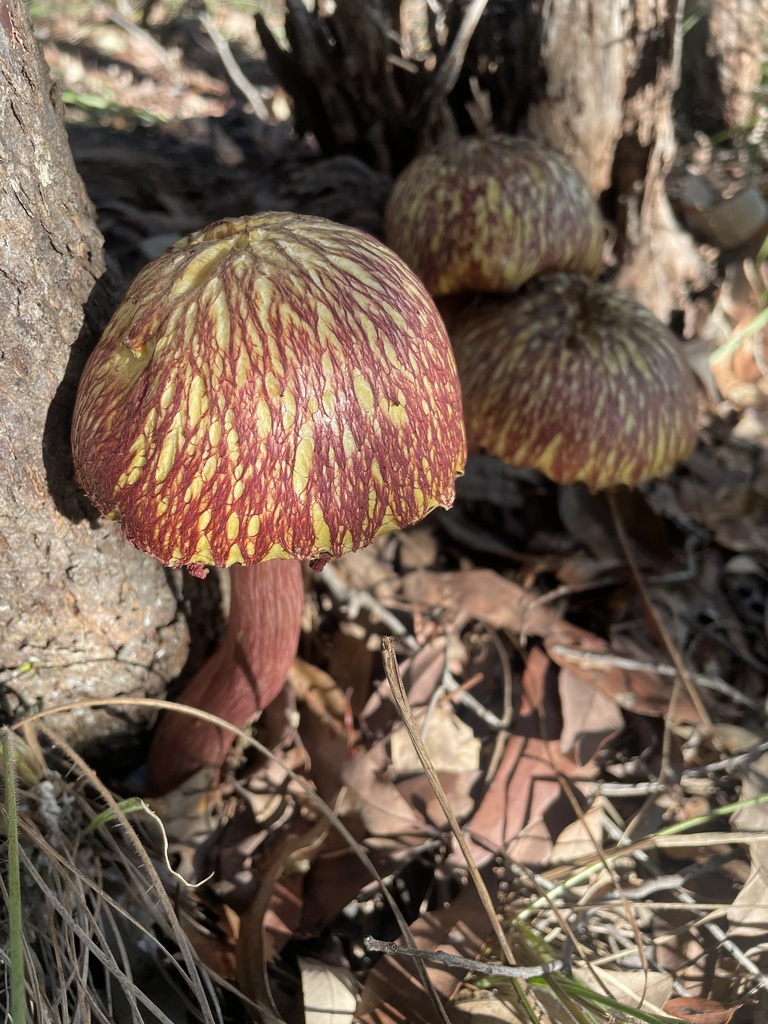 Boletellus aurocontextus from Toohey Forest Park, Nathan, QLD, AU on ...