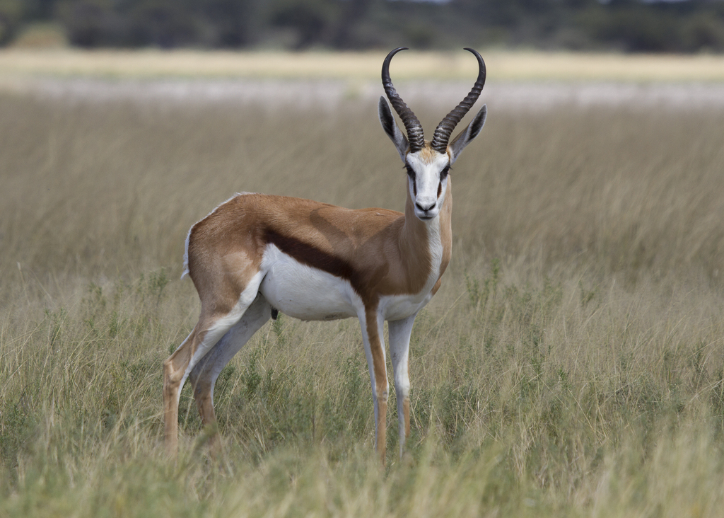 Springbok from Khutse, Botswana on April 16, 2017 at 01:40 PM by Andre ...