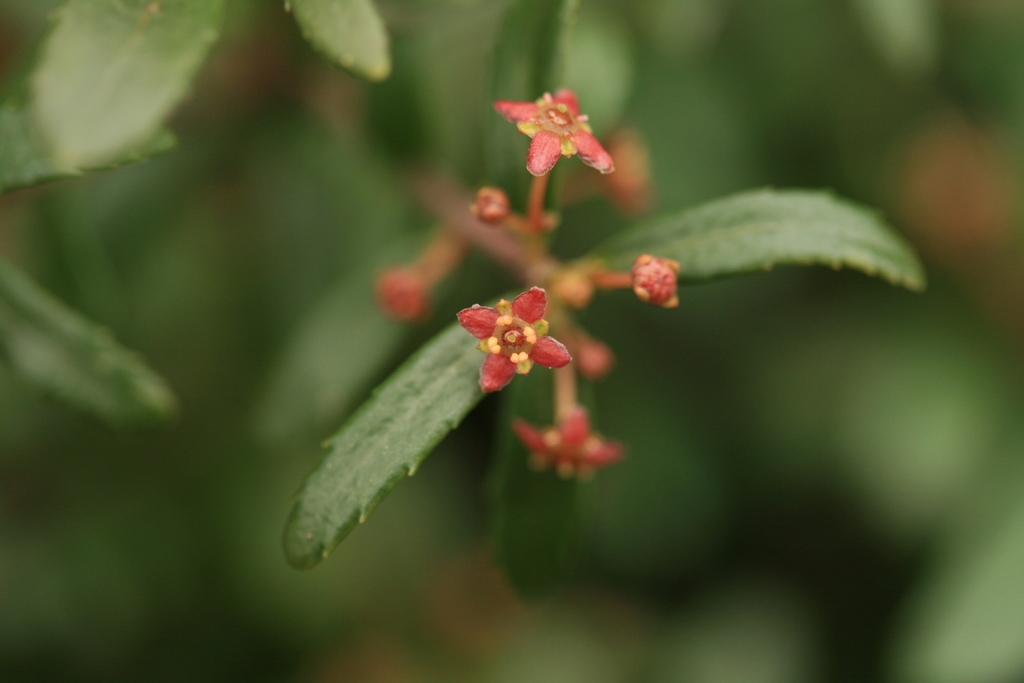Mountain-Lovers (Celastraceae (Staff-tree) of the Pacific Northwest ...