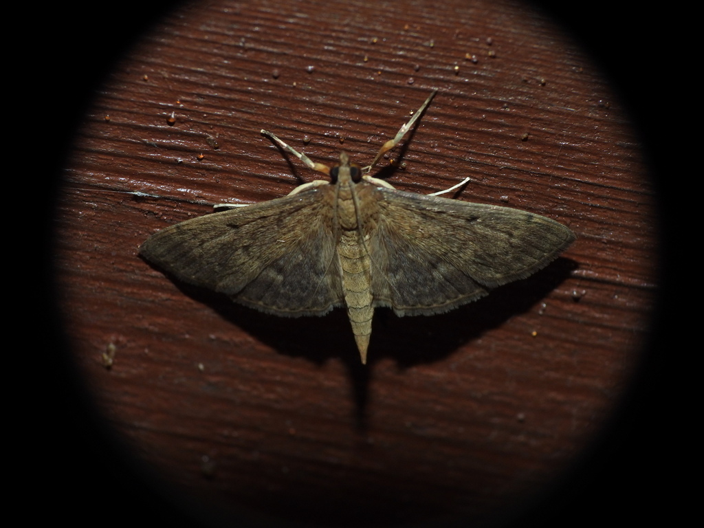 Grass Webworm Moth from Coomba Park NSW 2428, Australia on April 22 ...