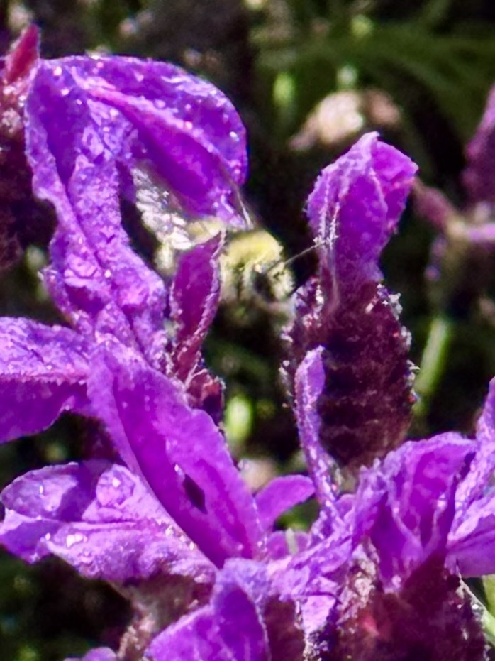 Black-tailed Bumble Bee from Saint Mary's Rd, Moraga, CA, US on April ...