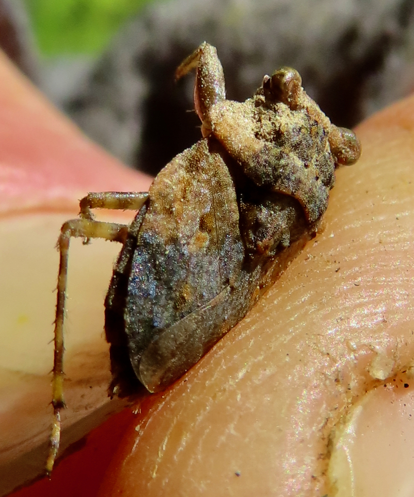 Big-eyed Toad Bug from 2130 Old Blue Ridge Turnpike, Syria, VA 22743 ...