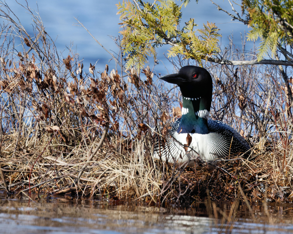 Common Loon from Lake County, MN, USA on May 23, 2022 at 05:54 AM by ...