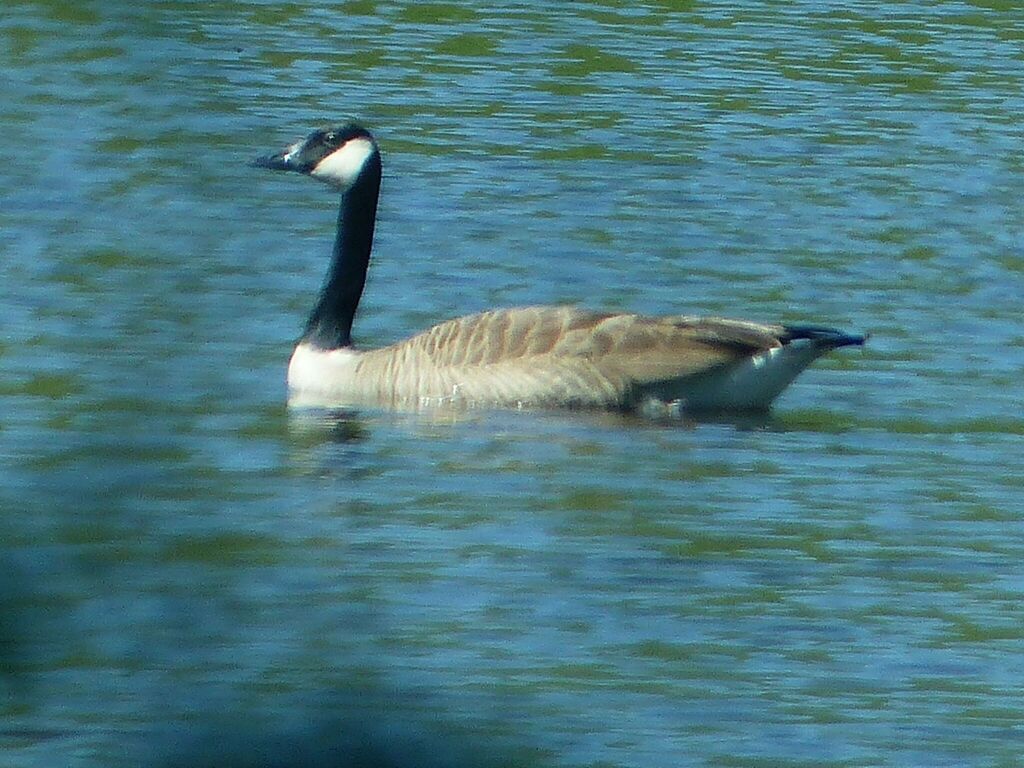 Canada Goose from Sebastian County, AR, USA on April 21, 2025 at 03:54 ...
