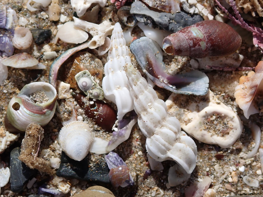 Opalia australis from Arrawarra NSW 2456, Australia on April 22, 2025 at 10:15 AM by Adrian Gale ...