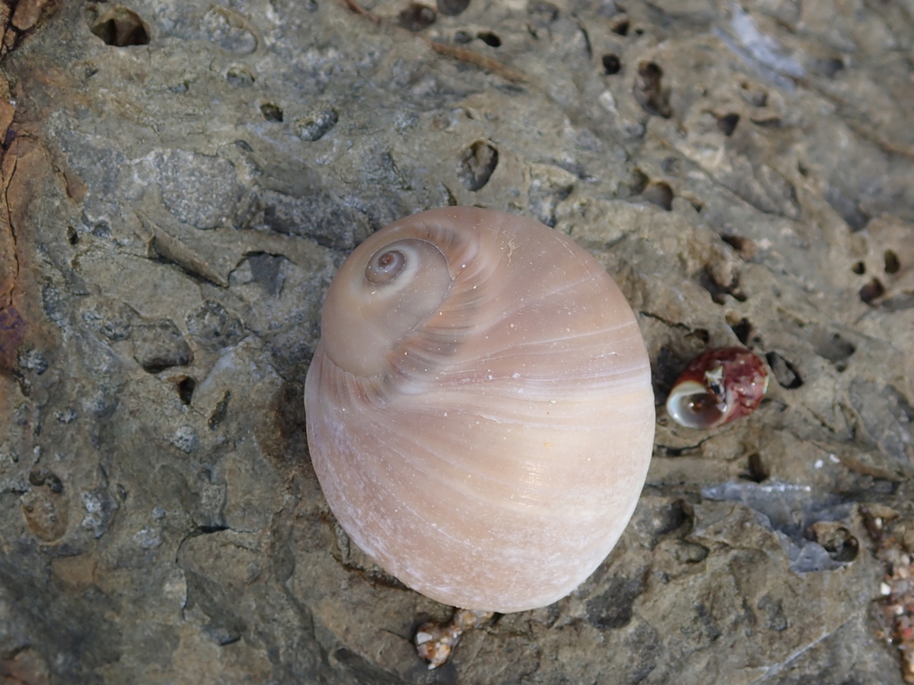 Bladder Moon Snail from Arrawarra NSW 2456, Australia on April 22, 2025 ...