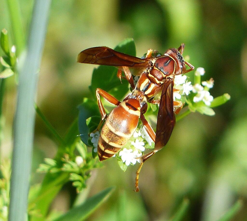 Southern Paper Wasp from Sebastian County, AR, USA on April 21, 2025 at ...