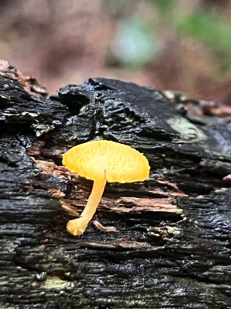 Golden-scruffy Collybia in April 2025 by janeplainn · iNaturalist Australia