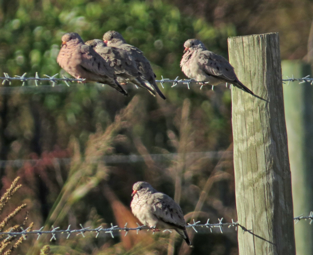 Common Ground Dove from Burke County, GA, USA on November 16, 2018 at ...