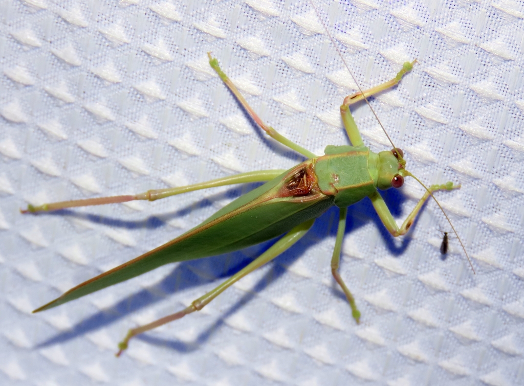Torbia from Sundown NP, Sundown QLD 4382, Australia on April 17, 2025 ...