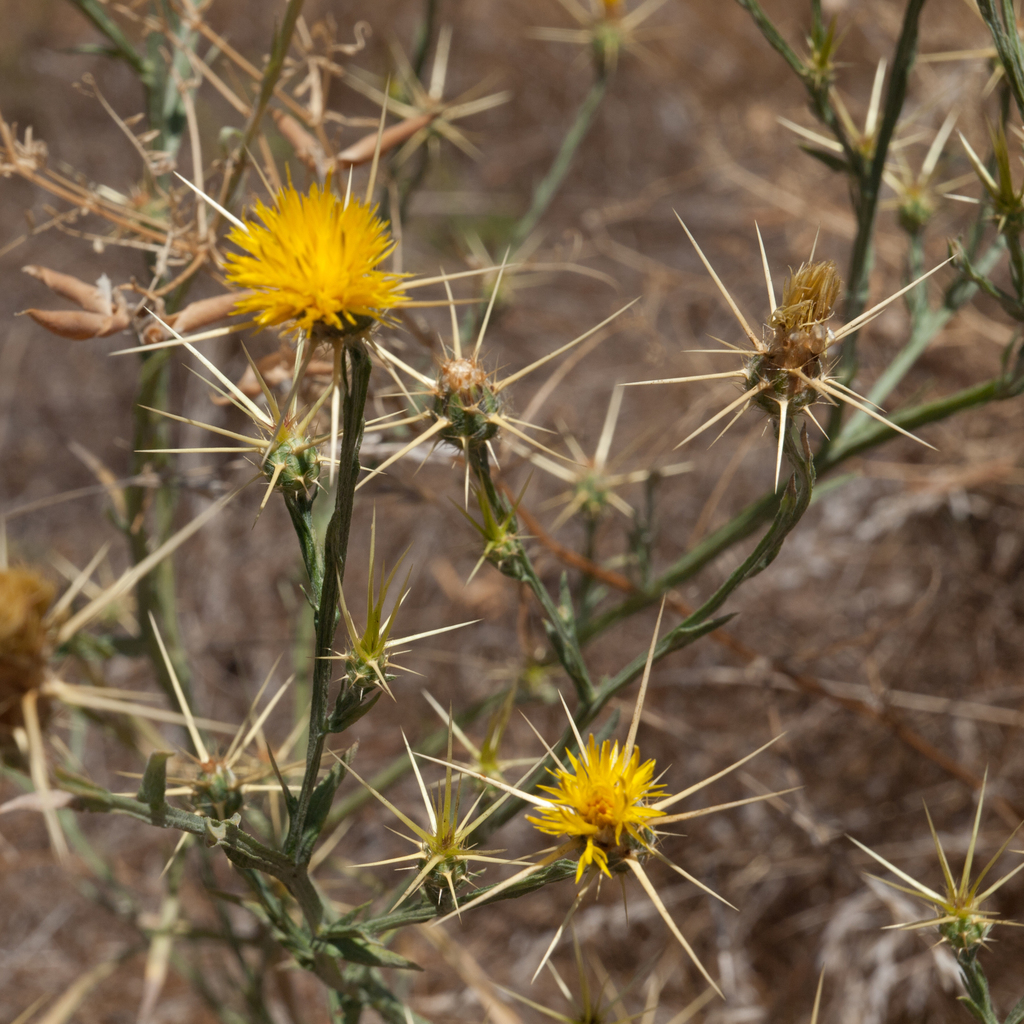 Yellow Star-Thistle (Black Hills Invasive Plant Guide) · iNaturalist