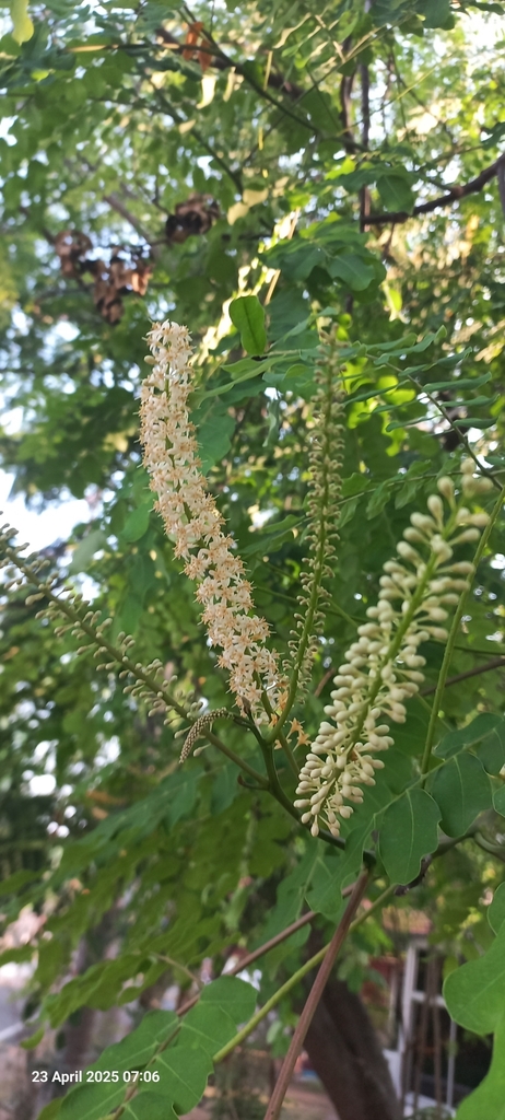 Saga Tree from 3/2A, Navarathna Garden, Ekkatuthangal, Chennai, Tamil ...