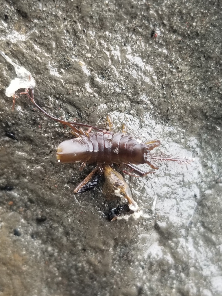 Rockweed isopod from San Mateo County, CA, USA on April 22, 2025 at 11: ...