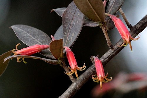 Agapetes moorei · iNaturalist