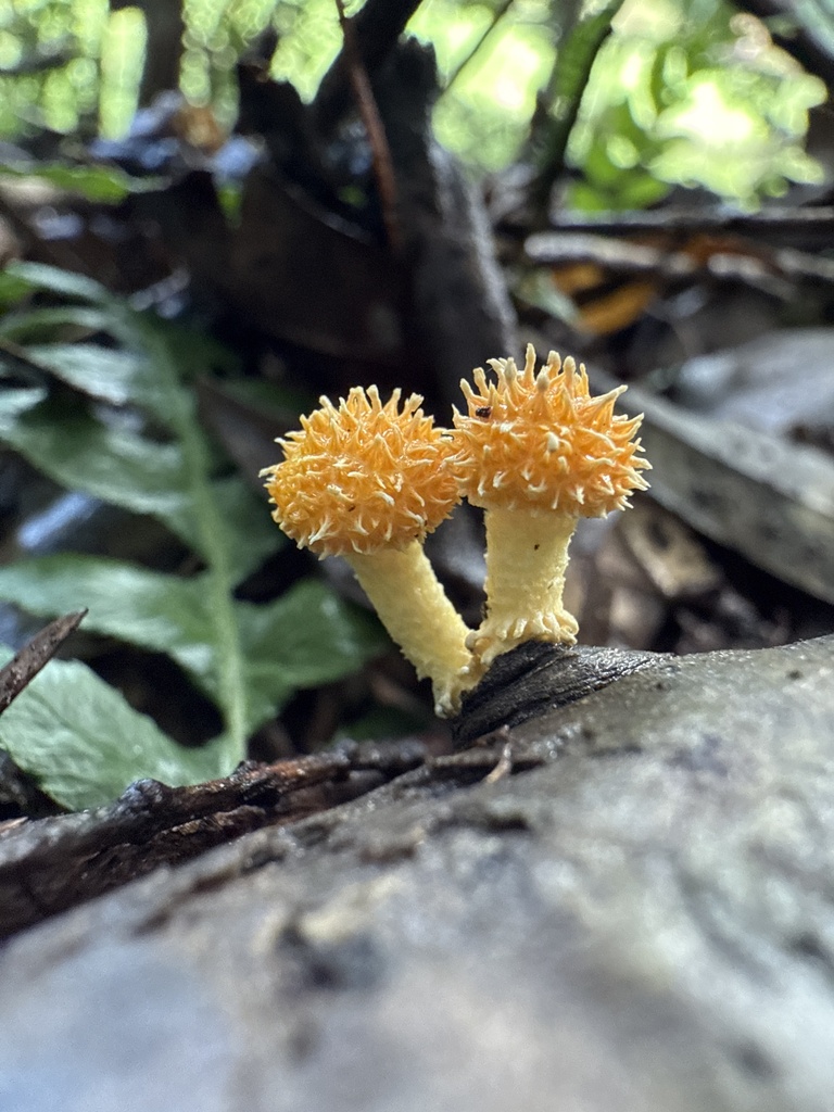 Golden-scruffy Collybia in April 2025 by hillbilly2259 · iNaturalist