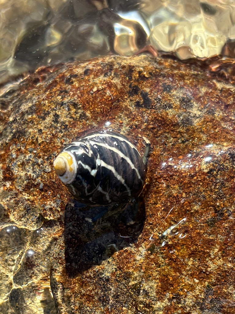 Zebra Top Snail from Alexandra Pde, Alexandra Headland, QLD, AU on ...