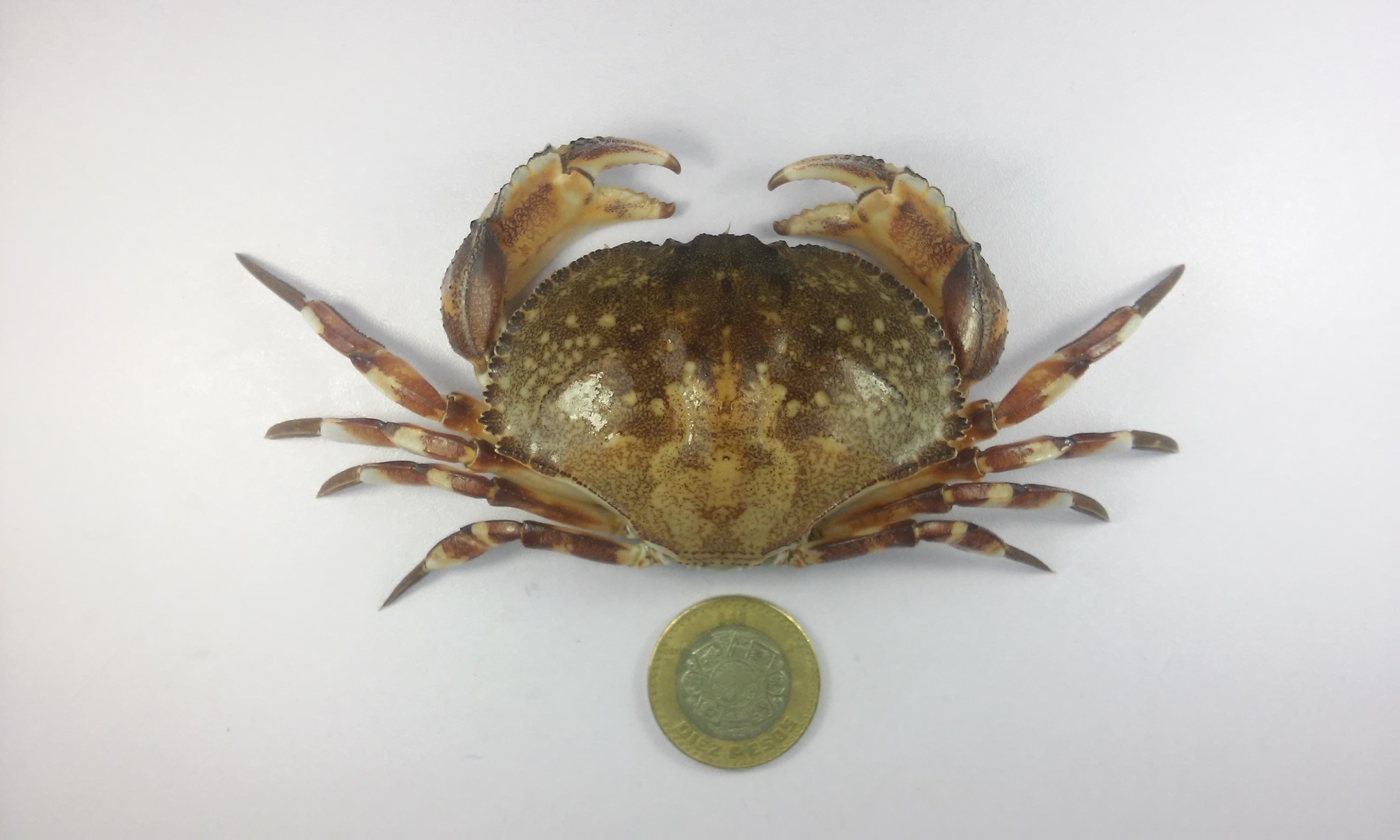 Hepatus kossmanni Neumann, 1878