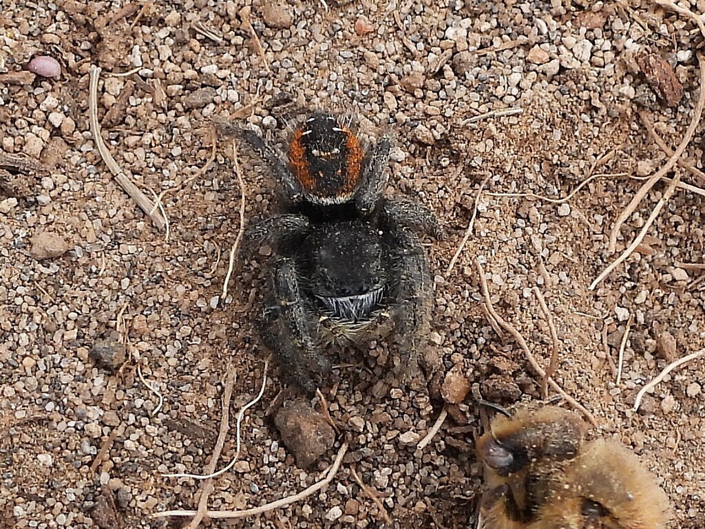 Johnson's Jumping Spider from Yakima County, WA, USA on April 22, 2025 ...