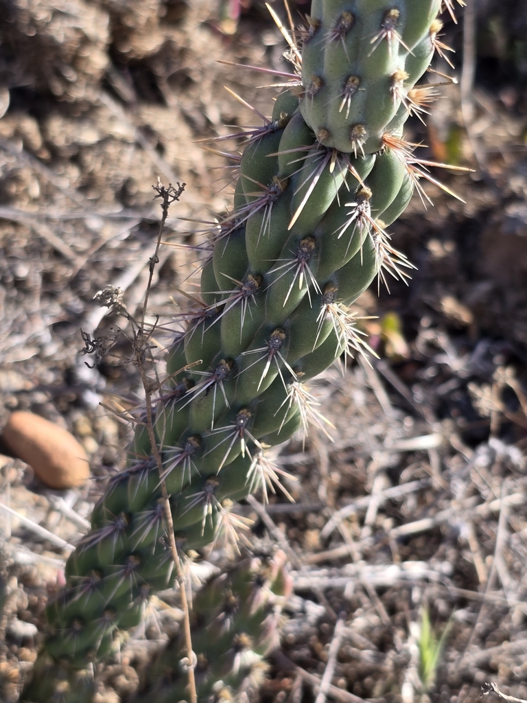 California Cholla from 22690 B.C., México on April 22, 2025 at 04:38 PM ...