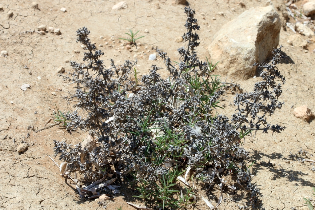 cardo ruso desde Taşlıca el 03 de abril de 2024 a las 01:26 PM de ...