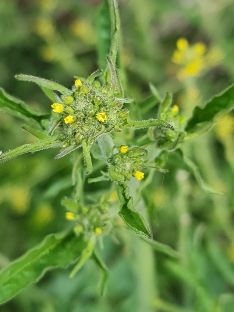 Hedge mustard from Norfolk, England, GB on April 22, 2025 at 07:30 AM ...