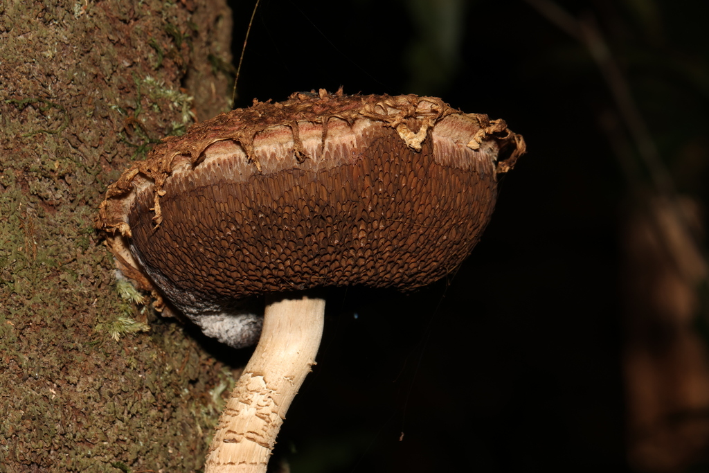Boletellus from Natural Bridge QLD 4211, Australia on April 22, 2025 at ...