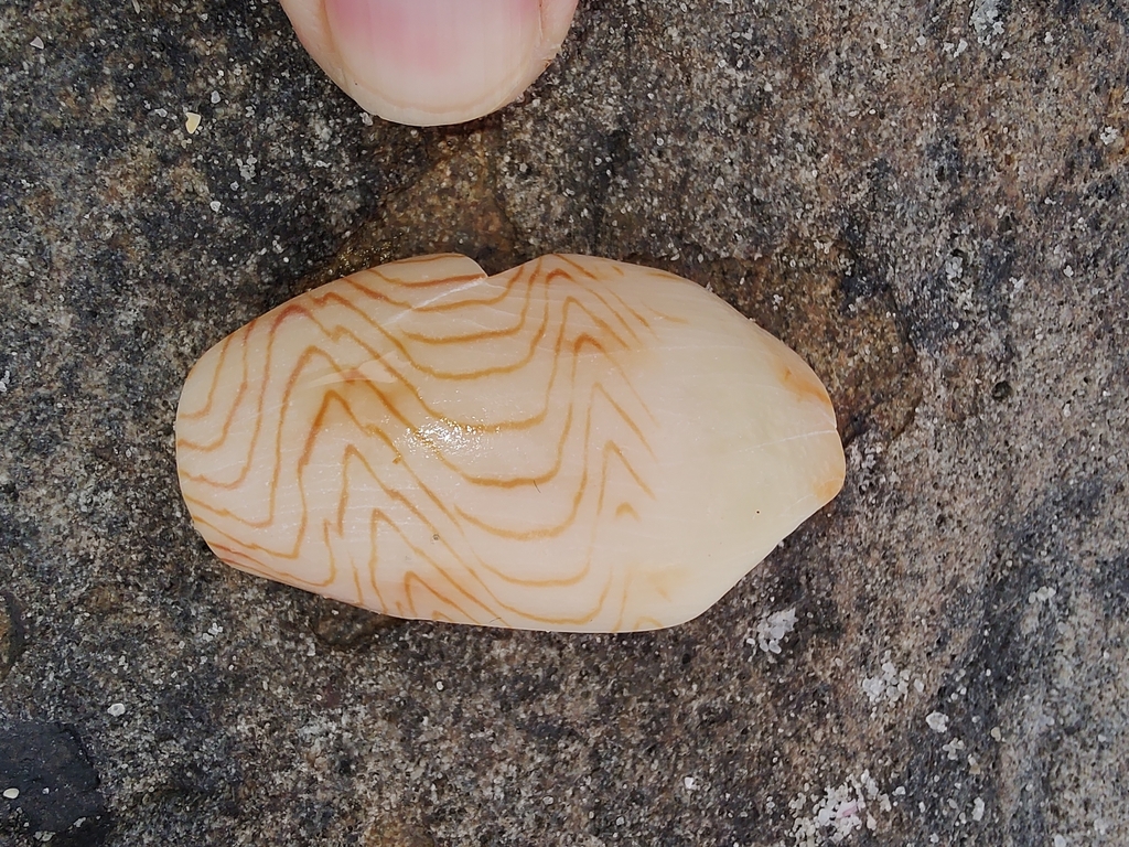 Wavy Volute from Booti Booti NSW 2428, Australia on April 23, 2025 at ...